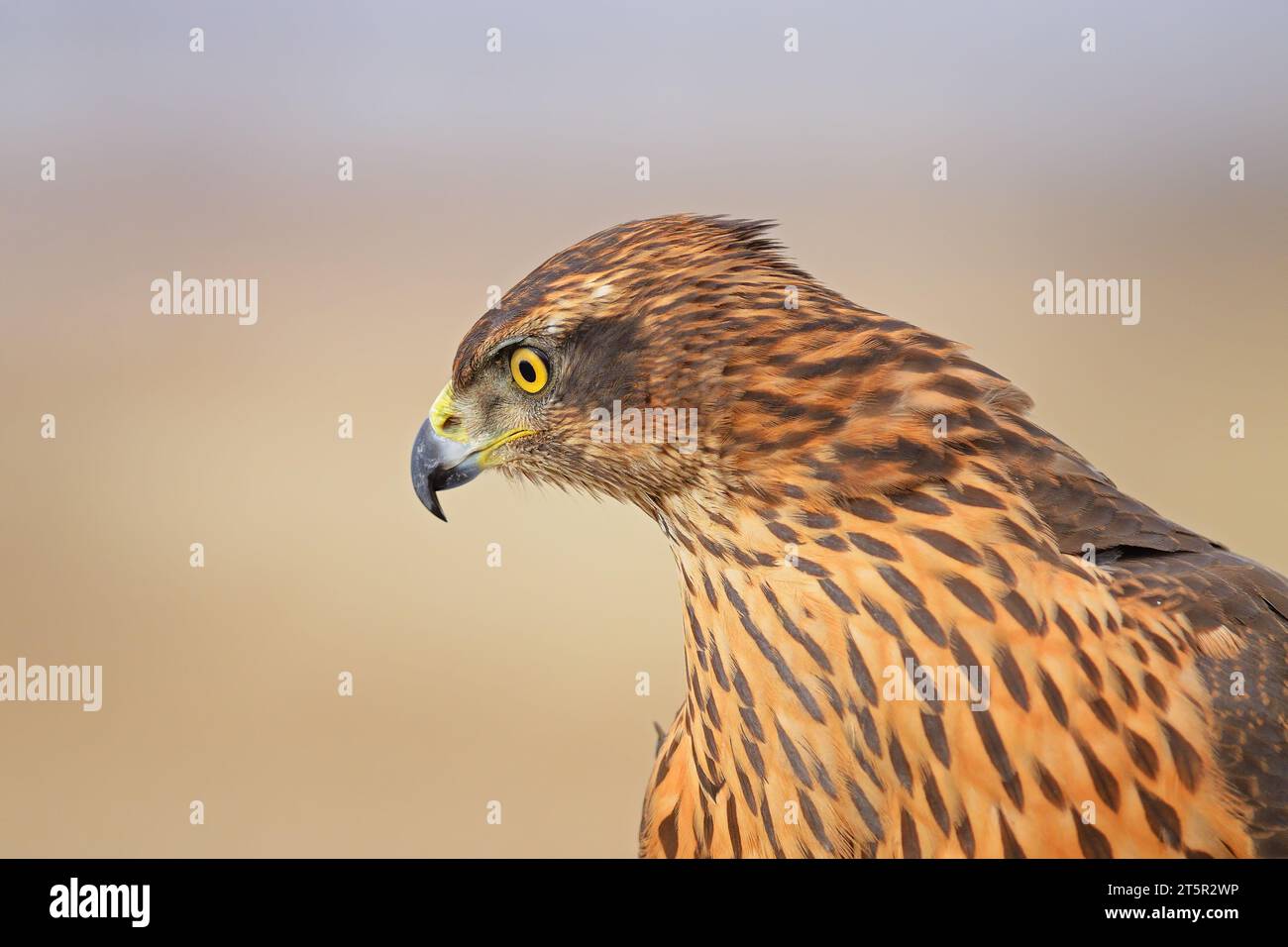 Long legged buzzard closeup portrait hi-res stock photography and ...