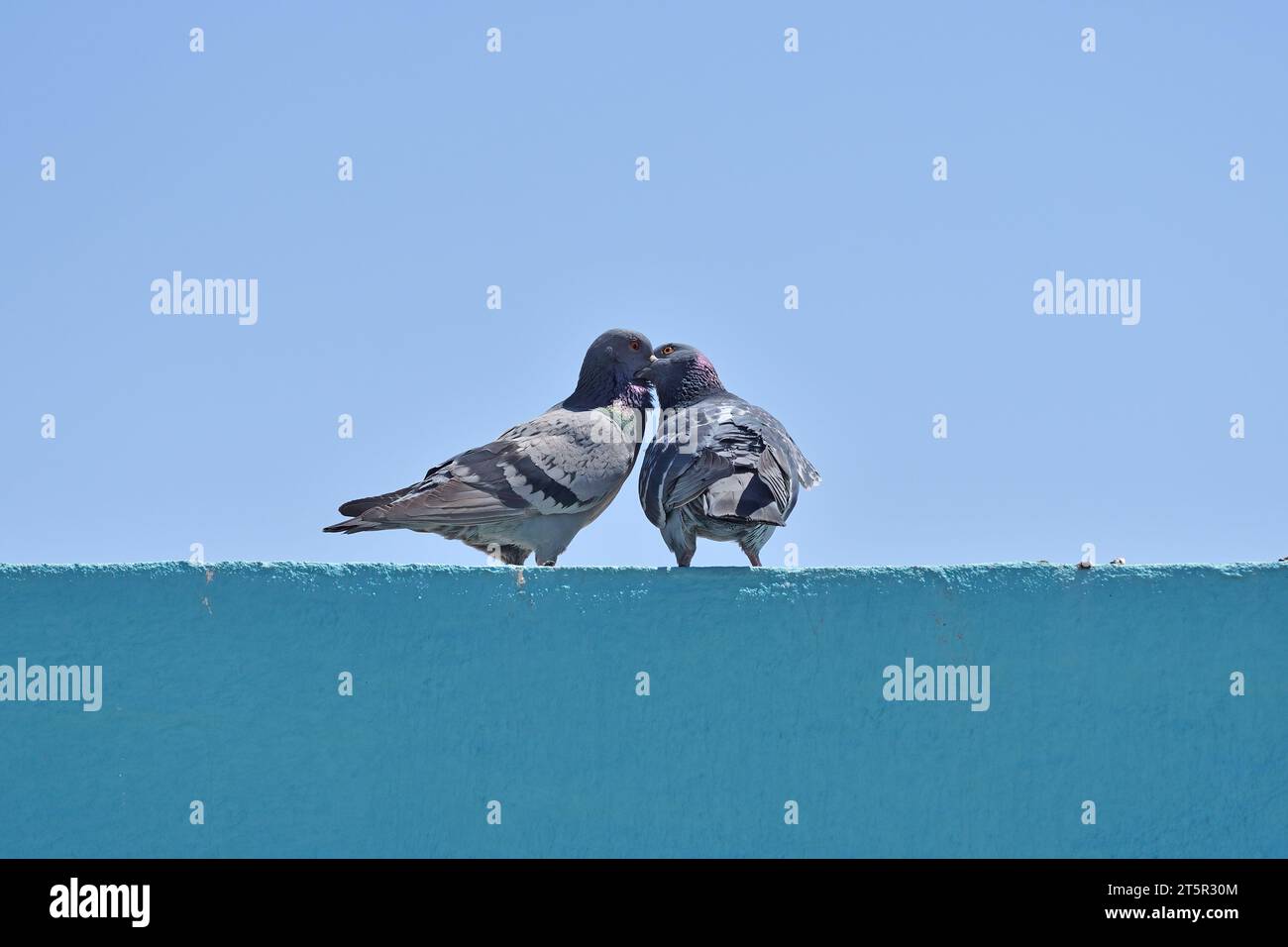 Loving pigeons hi-res stock photography and images - Alamy