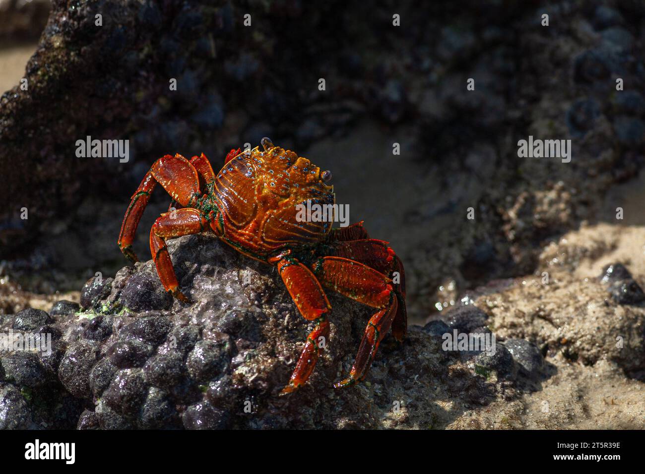 Sally Lightfoot Crab Stock Photo - Alamy