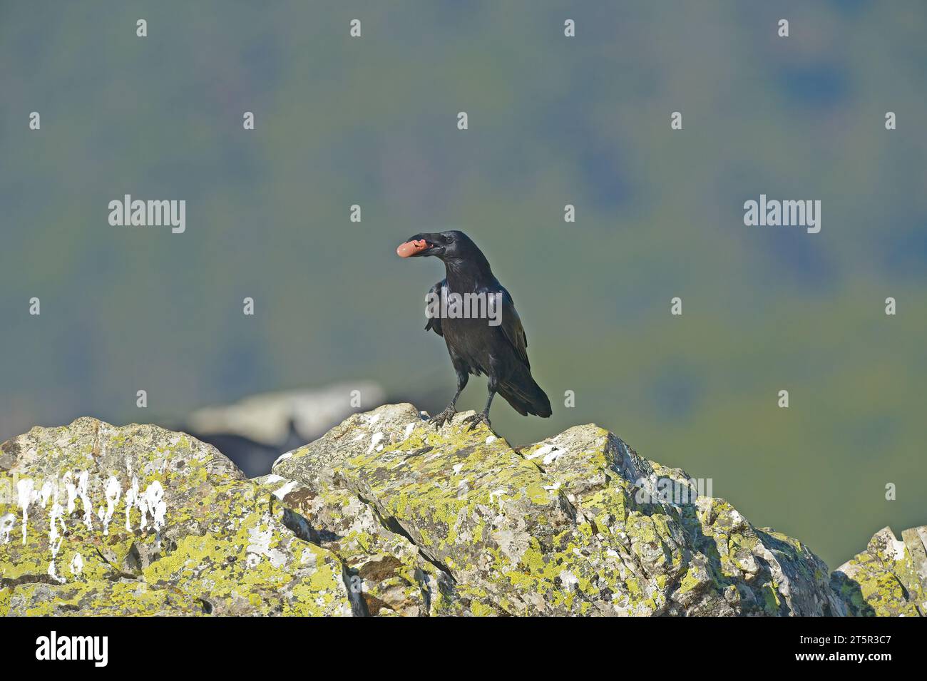 Northern Raven eating a boar carcass. Corvus corax Stock Photo - Alamy