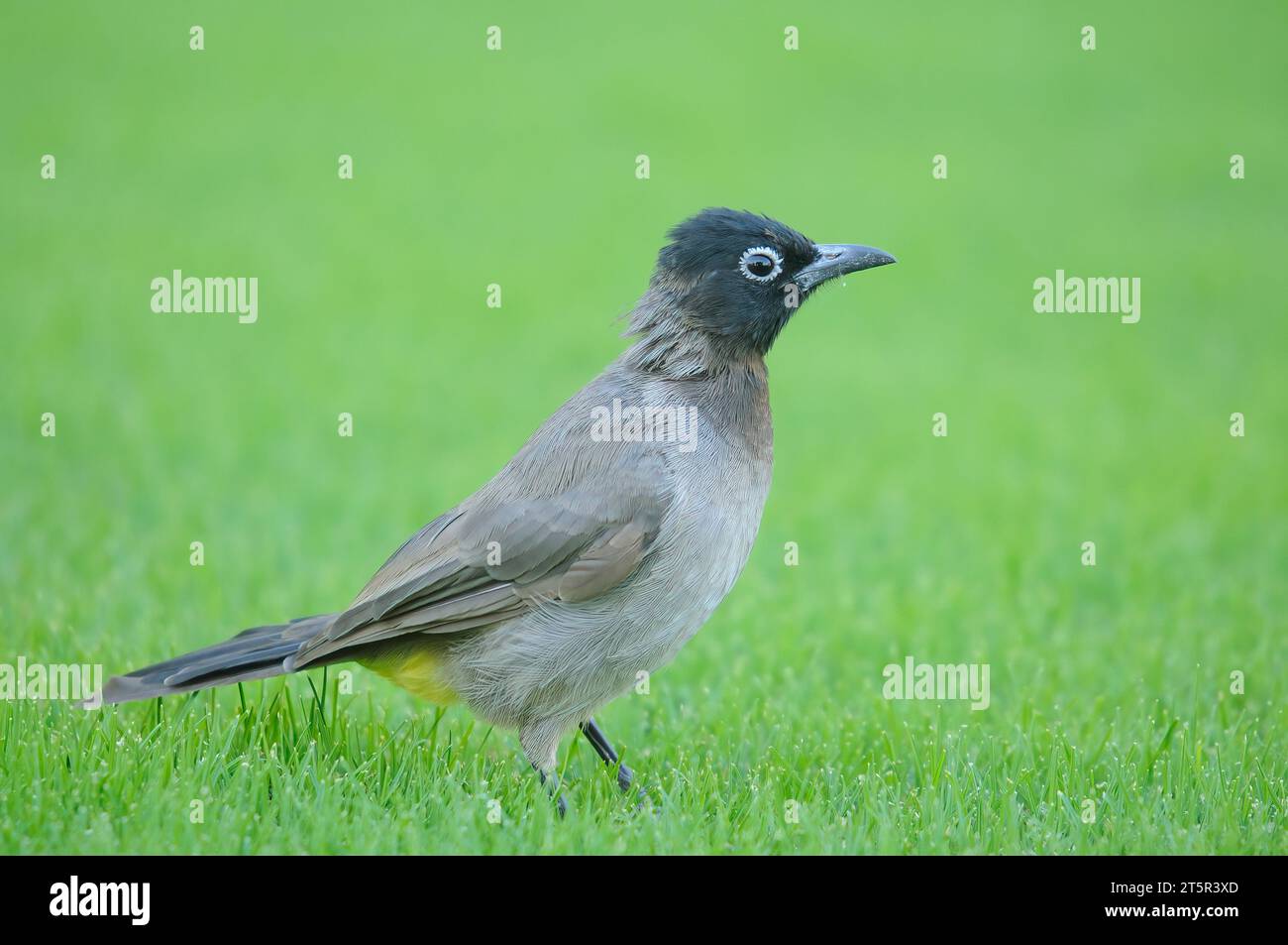 White-spectacled Bulbul standing on the grass. Pycnonotus xanthopygos ...