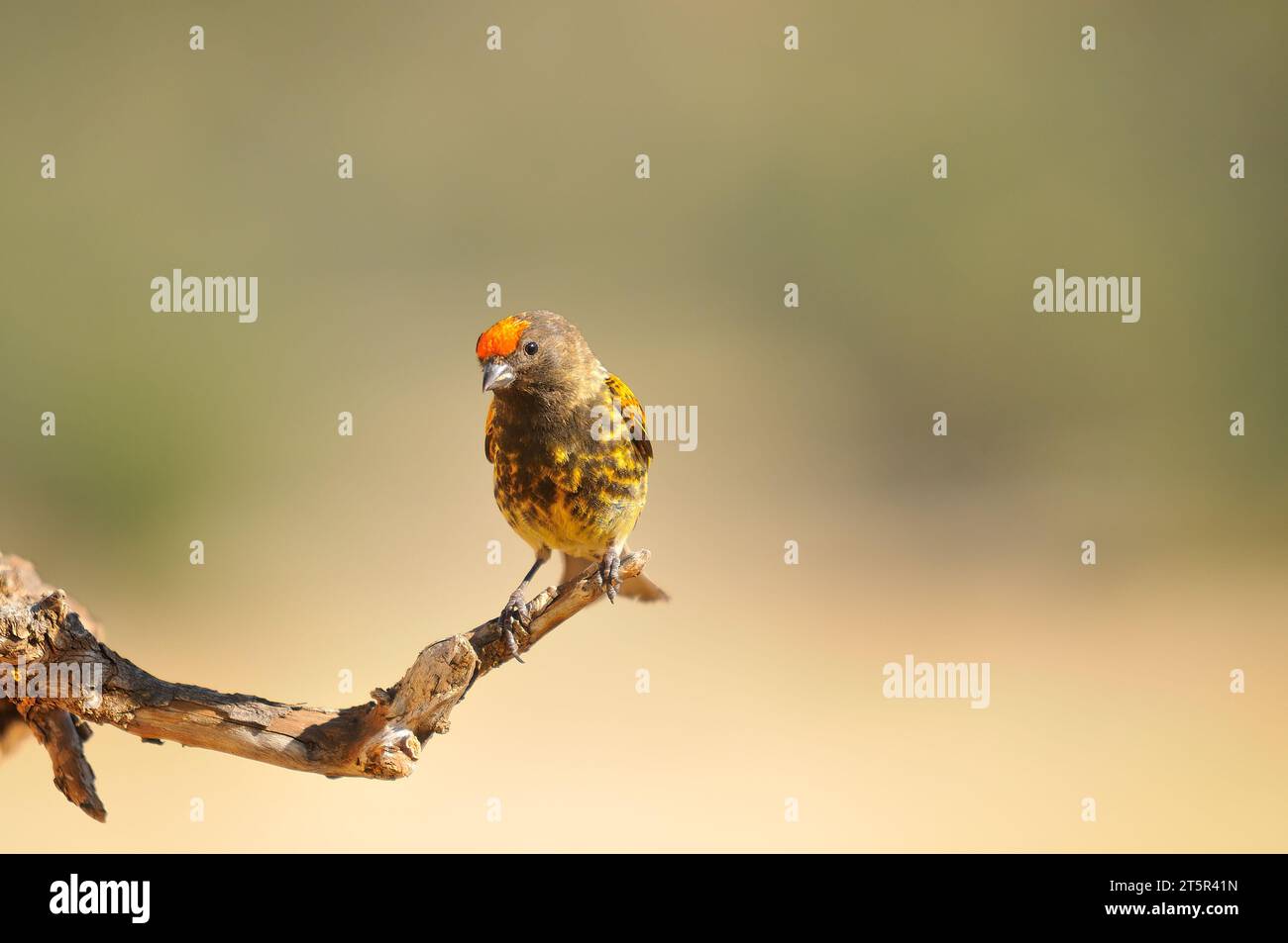 Red-fronted male Red-fronted Cool. Red-headed songbird. Red-fronted ...