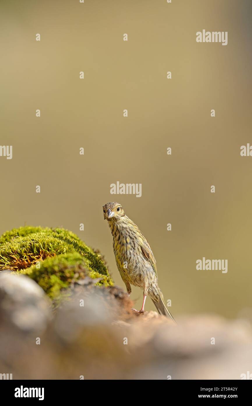 European Serin standing next to the mossy stone. Serinus serinus Stock ...