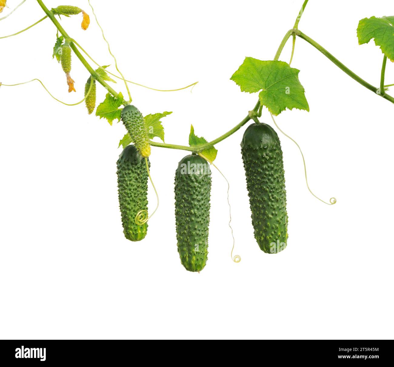 Cucumber plant. Cucumber with leafs and flowers isolated on white ...
