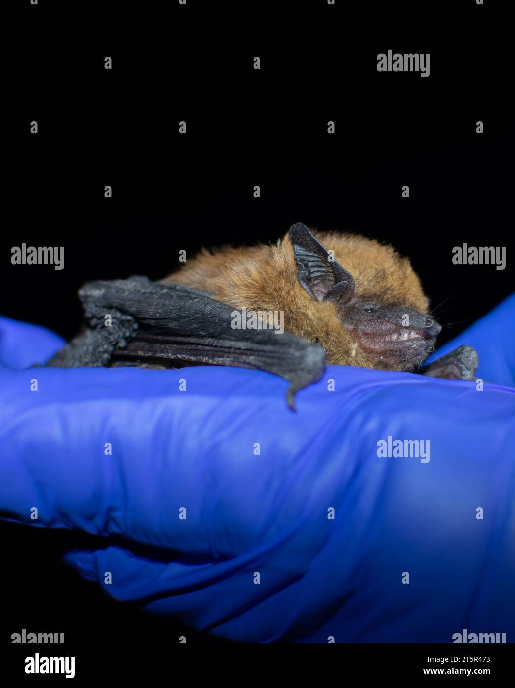 Flying bat on person hi-res stock photography and images - Alamy