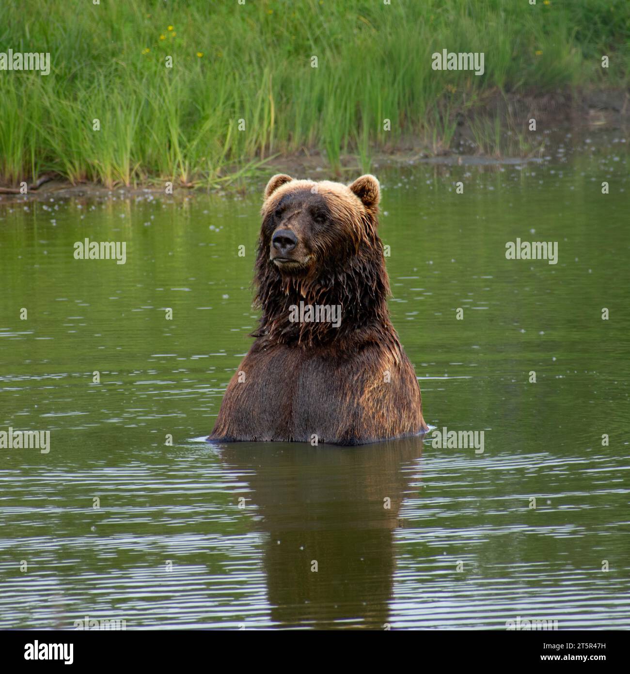 Grizzly bear standing pond hi-res stock photography and images - Alamy