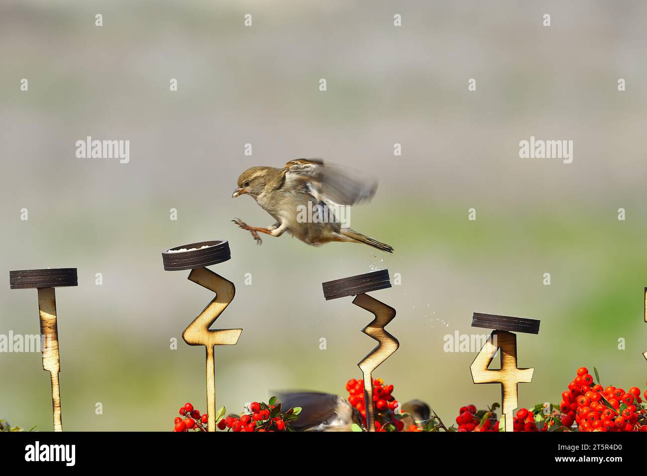 House Sparrow feeding from the feeder. Numbers. four, six, eight, seven ...