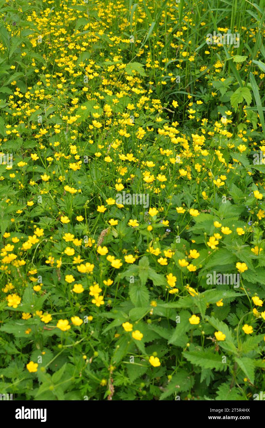 Creeping buttercup (Ranunculus repens) grows among grasses in the wild ...