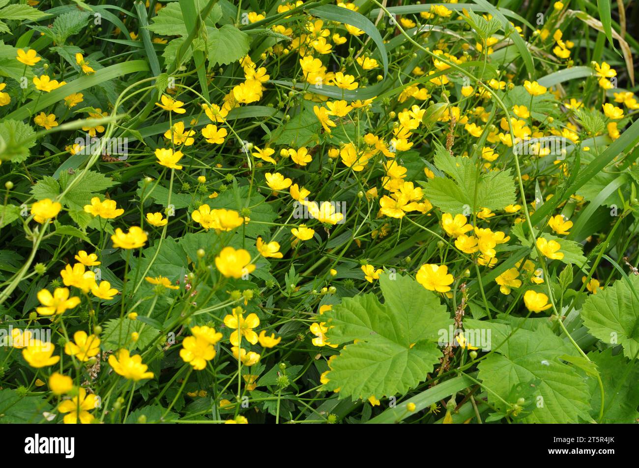 Creeping buttercup (Ranunculus repens) grows among grasses in the wild ...
