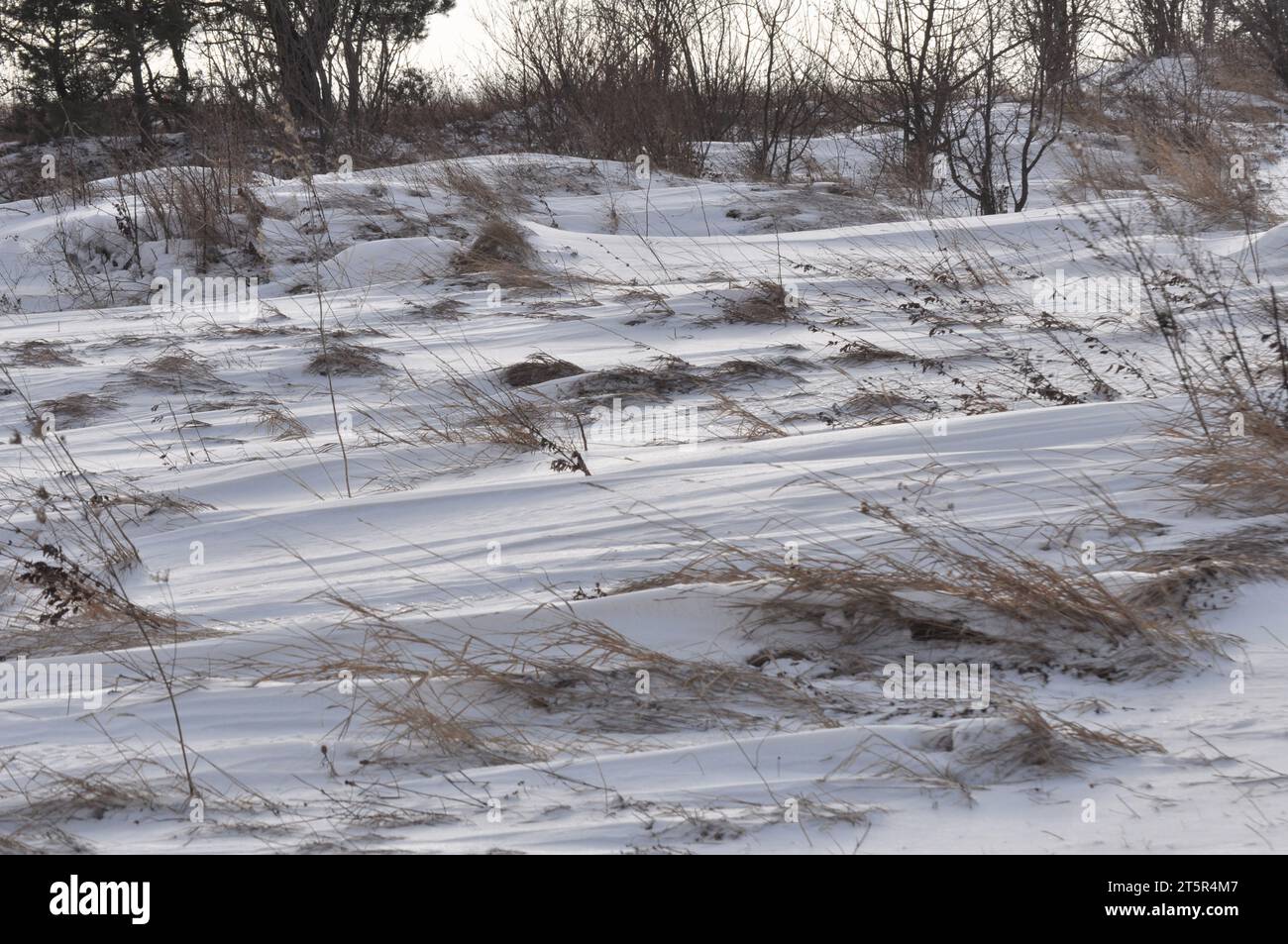 Winter blizzard with wind, snow and frost Stock Photo - Alamy
