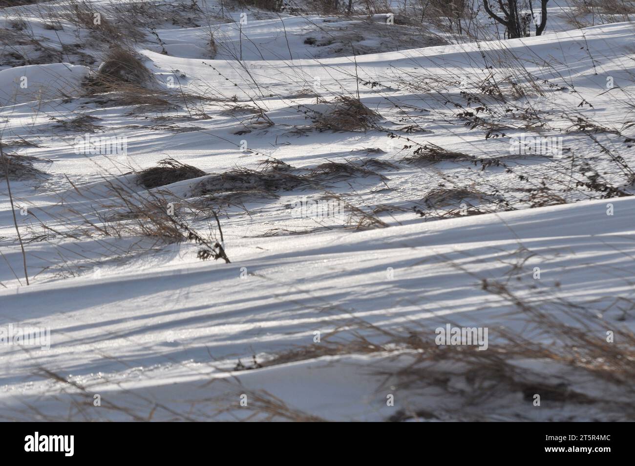 Winter blizzard with wind, snow and frost Stock Photo - Alamy