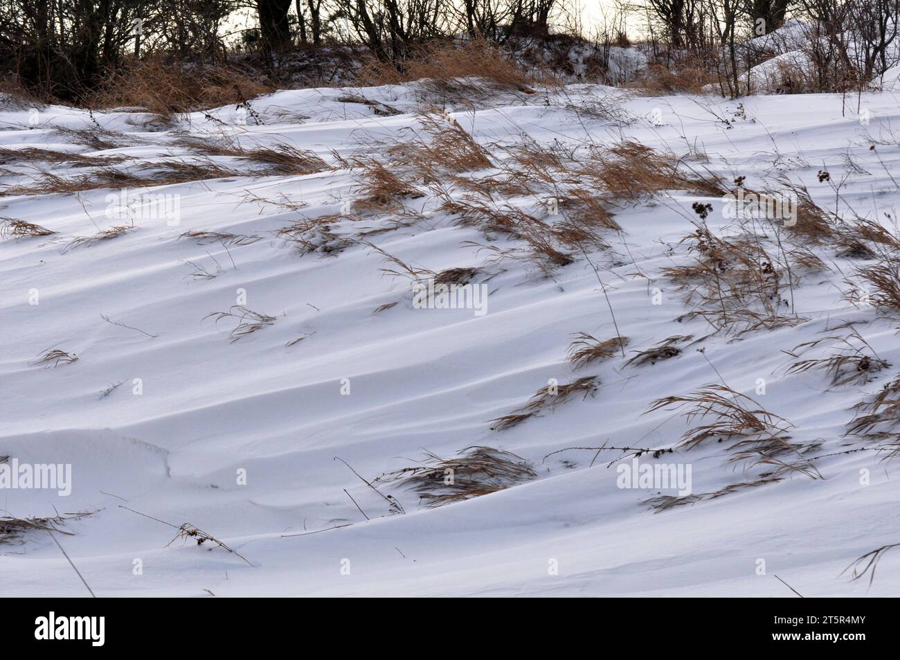 Winter blizzard with wind, snow and frost Stock Photo - Alamy