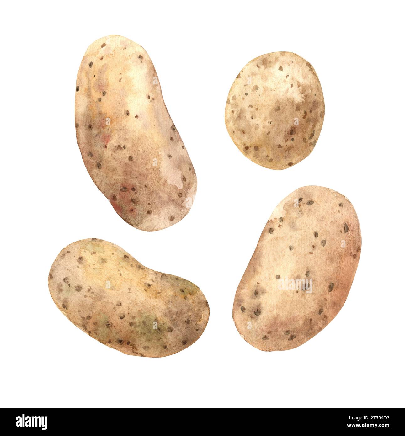 Set of watercolor painted potatoes. Hand drawn botanical illustrations ...