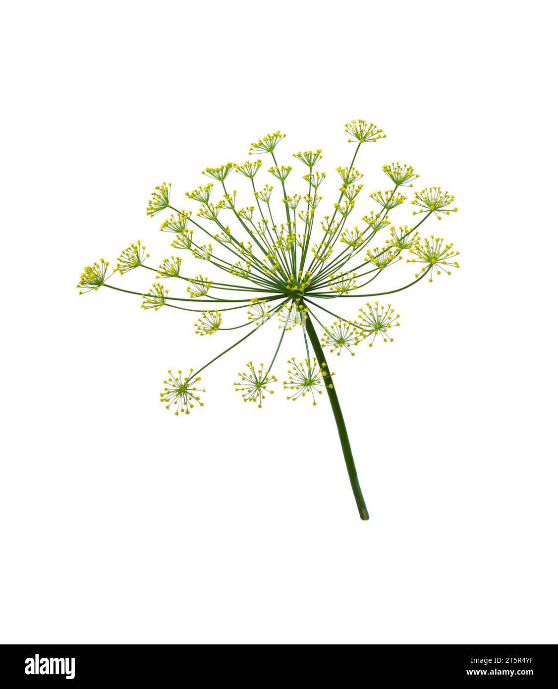 Dill bunch isolated on white background. Dill herb leaves. Flowering ...