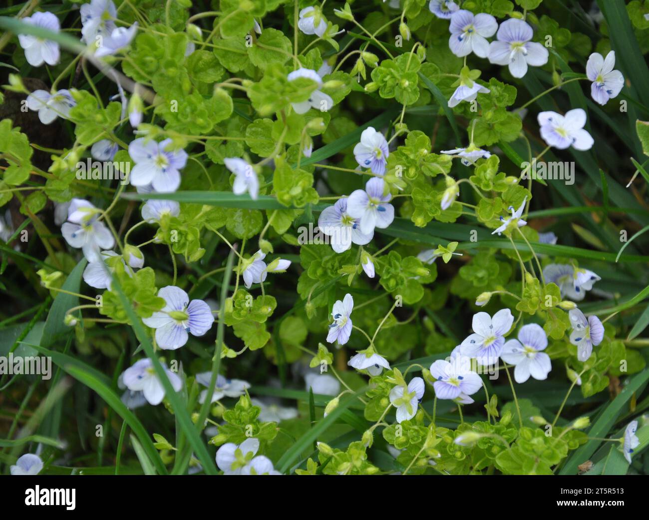 In spring, Veronica filiformis blooms in the wild Stock Photo - Alamy