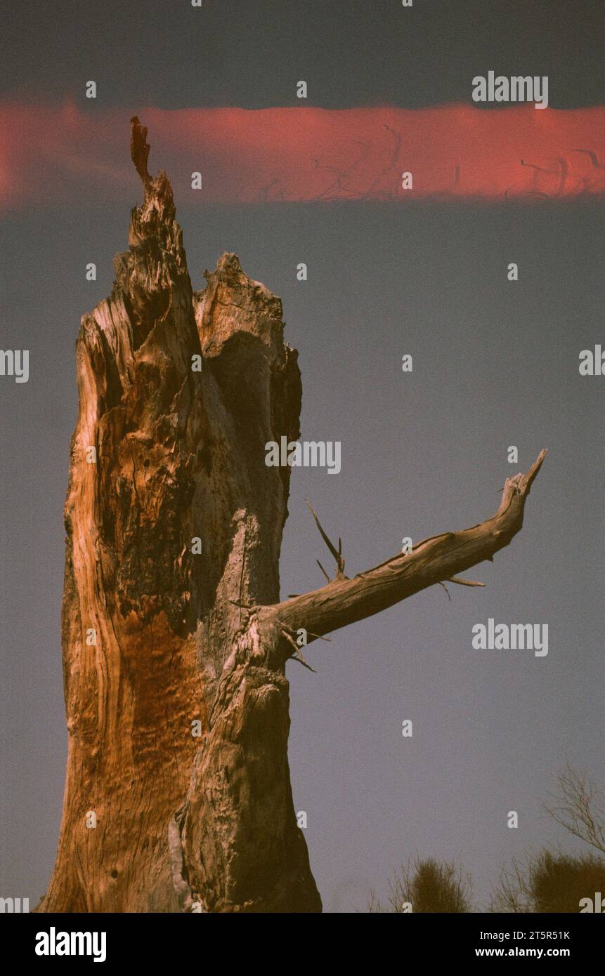 Solo tree photograph hi-res stock photography and images - Alamy