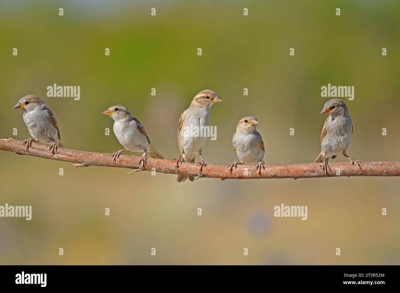 Sparrows of turkey hi-res stock photography and images - Alamy