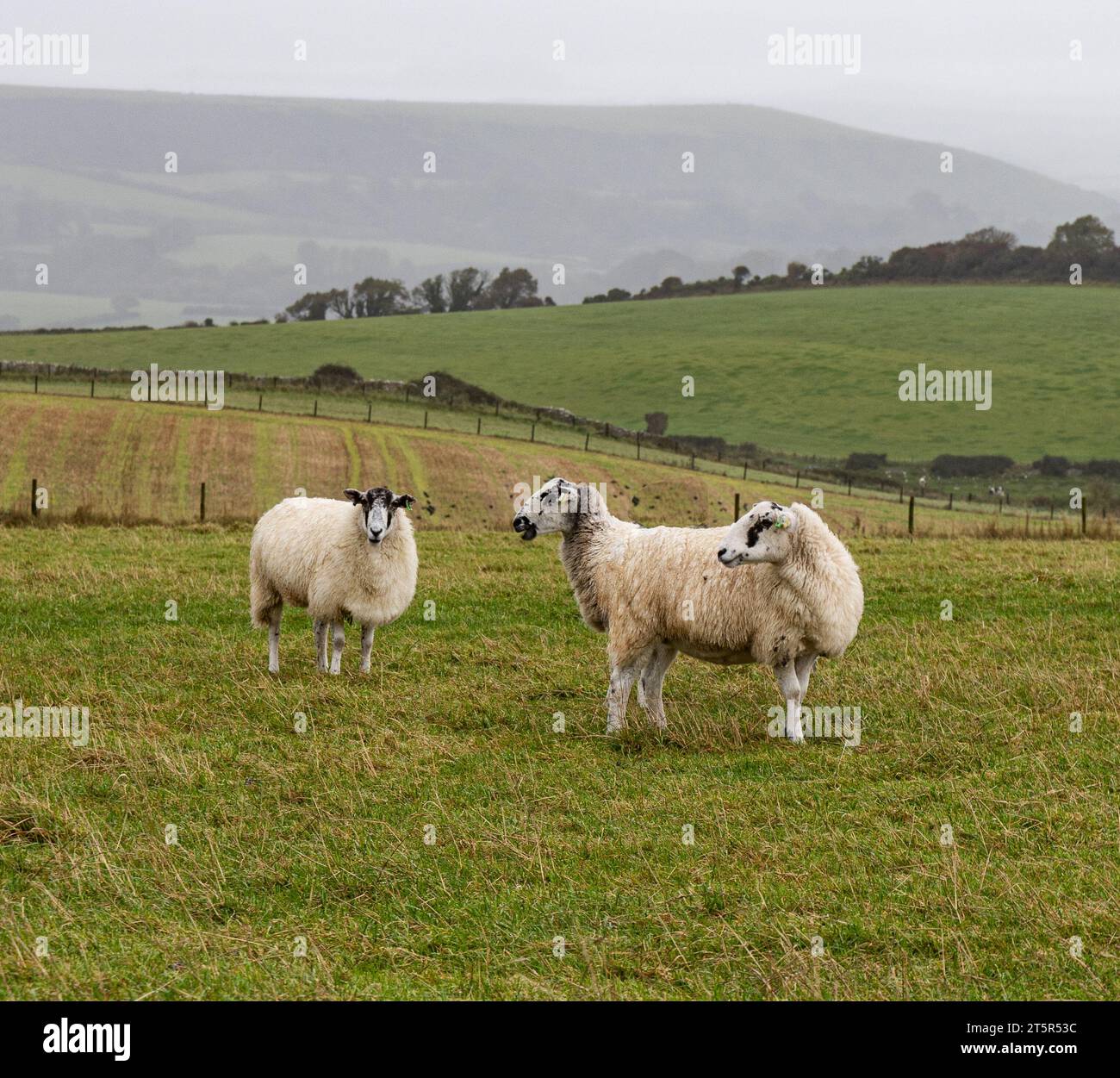 two headed sheep House Kimmeridge Bay, Isle of purbeck, Dorset UK ...