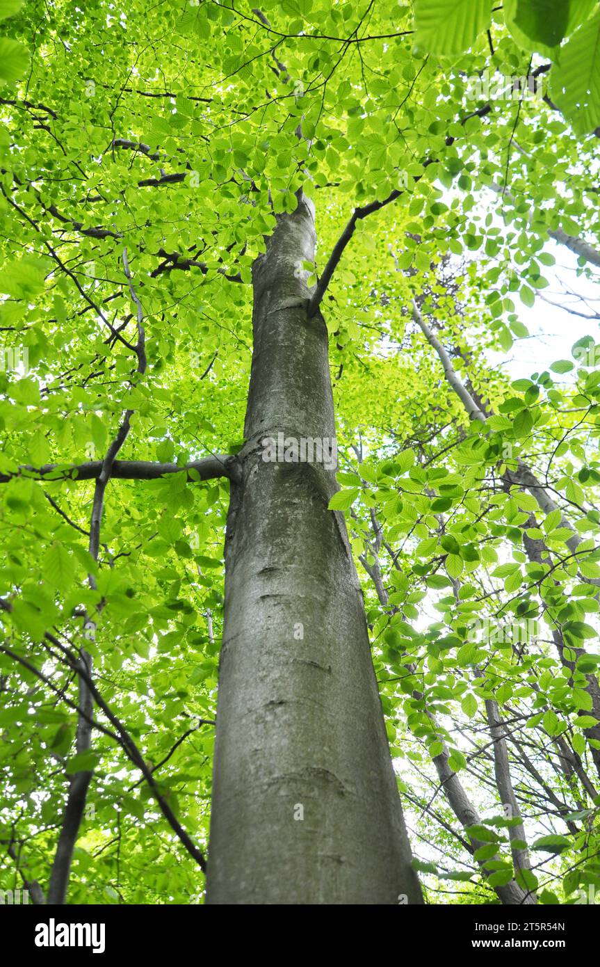 Valuable common beech trees (Fagus sylvatica) grow in the forest Stock ...