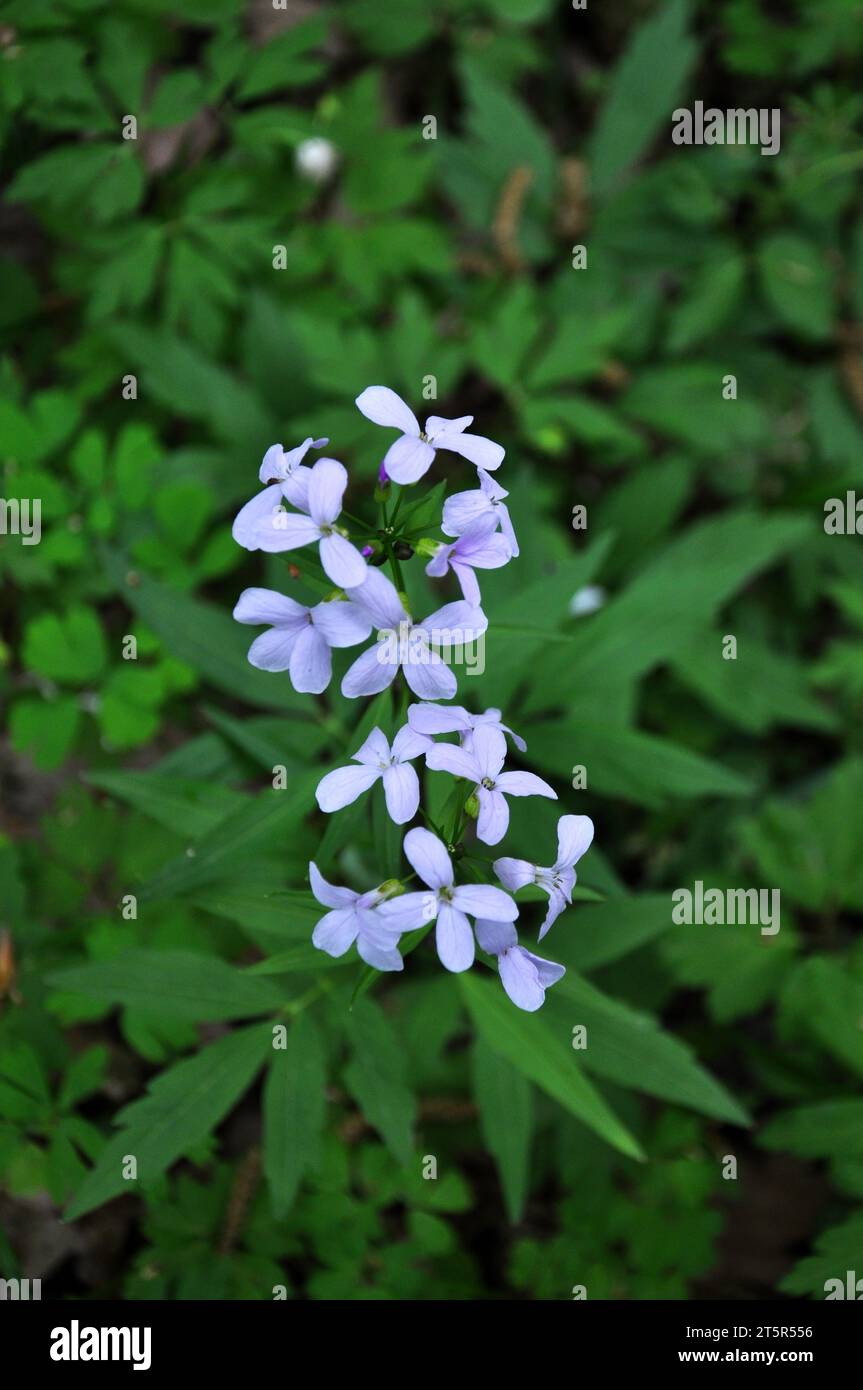 In the spring, cardamine bulbifera grows in the forest and in the wild ...