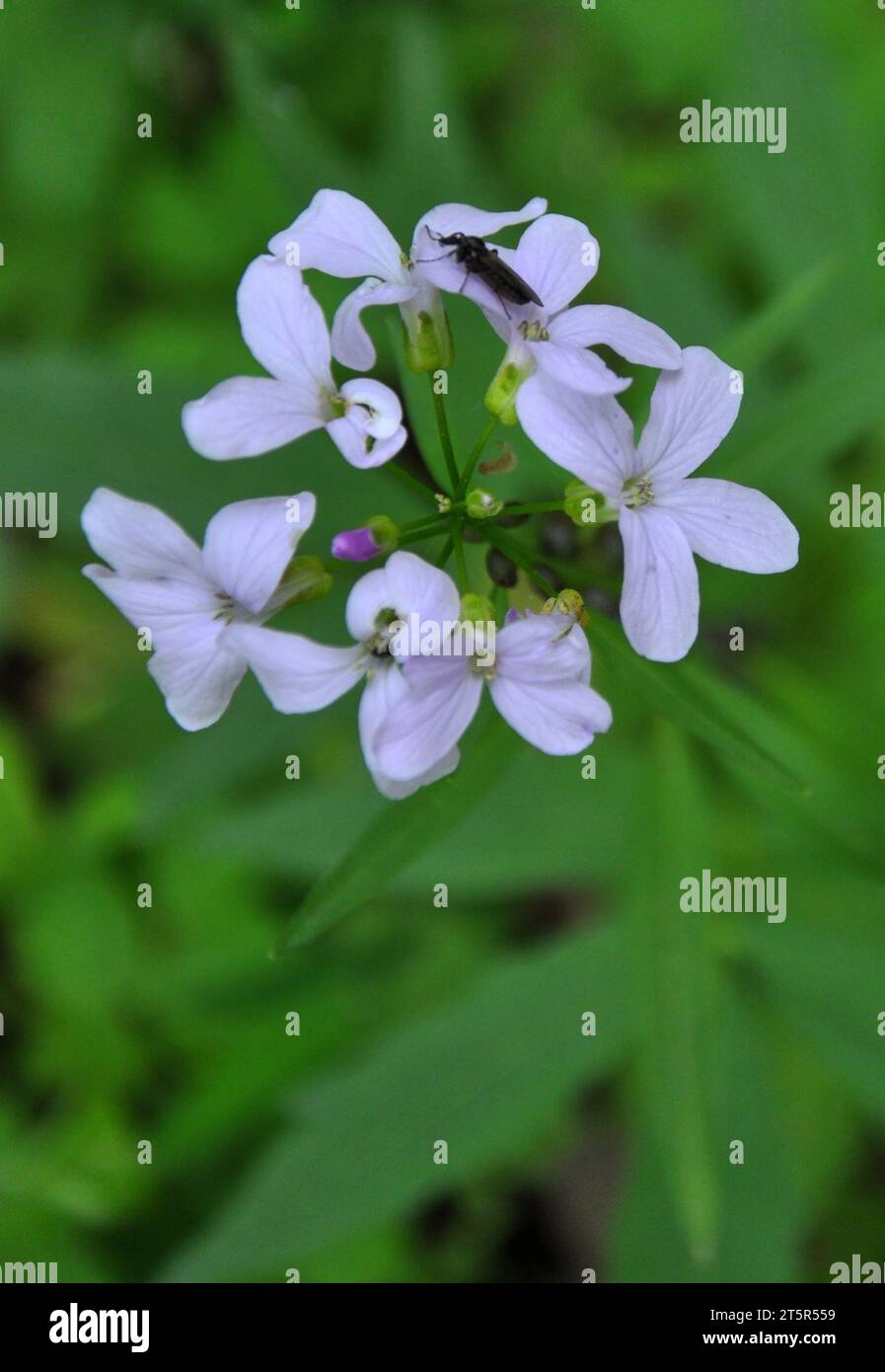In the spring, cardamine bulbifera grows in the forest and in the wild ...