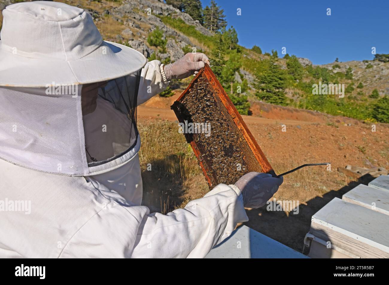 Beekeeper checks hives bees hi-res stock photography and images - Alamy