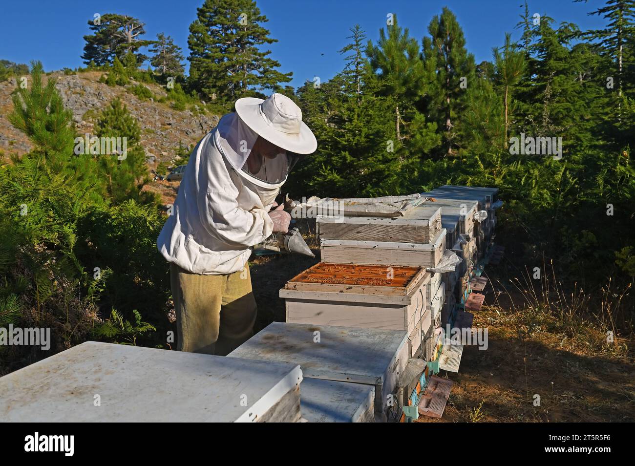 Beekeeper checks hives bees hi-res stock photography and images - Alamy