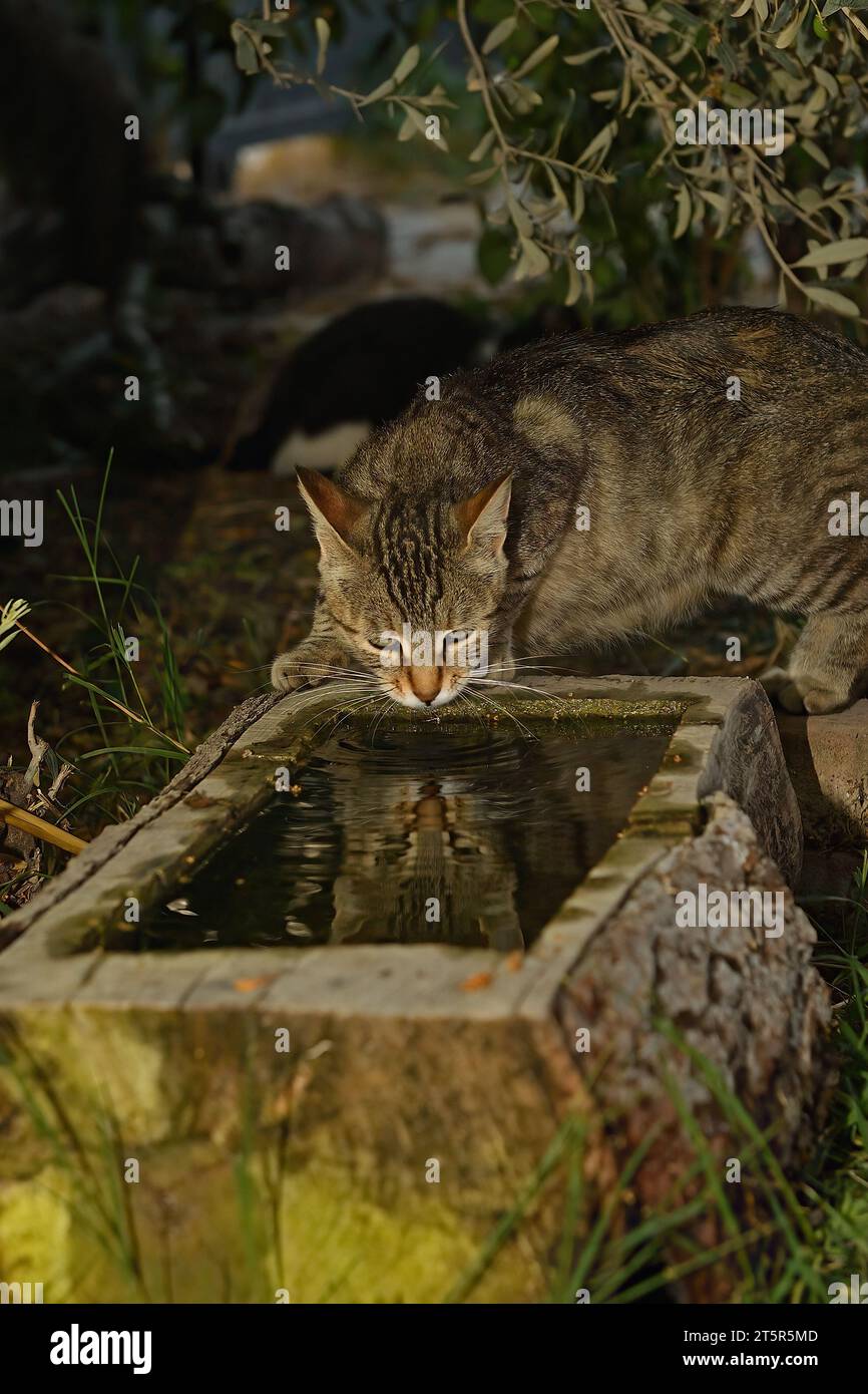 The thirsty cat drinks from the trough Stock Photo - Alamy