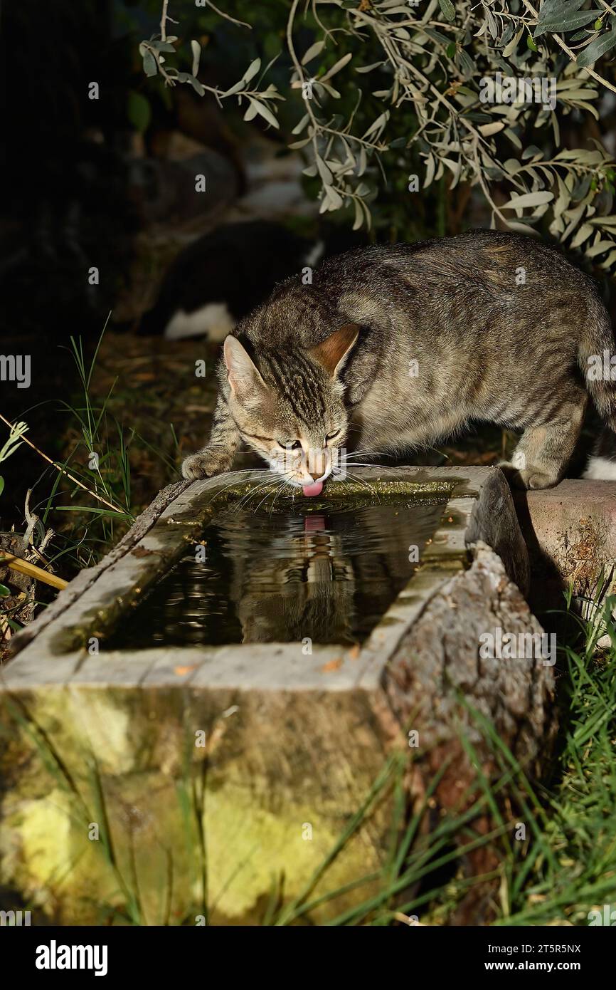 Stray cat drinks from hi-res stock photography and images - Alamy