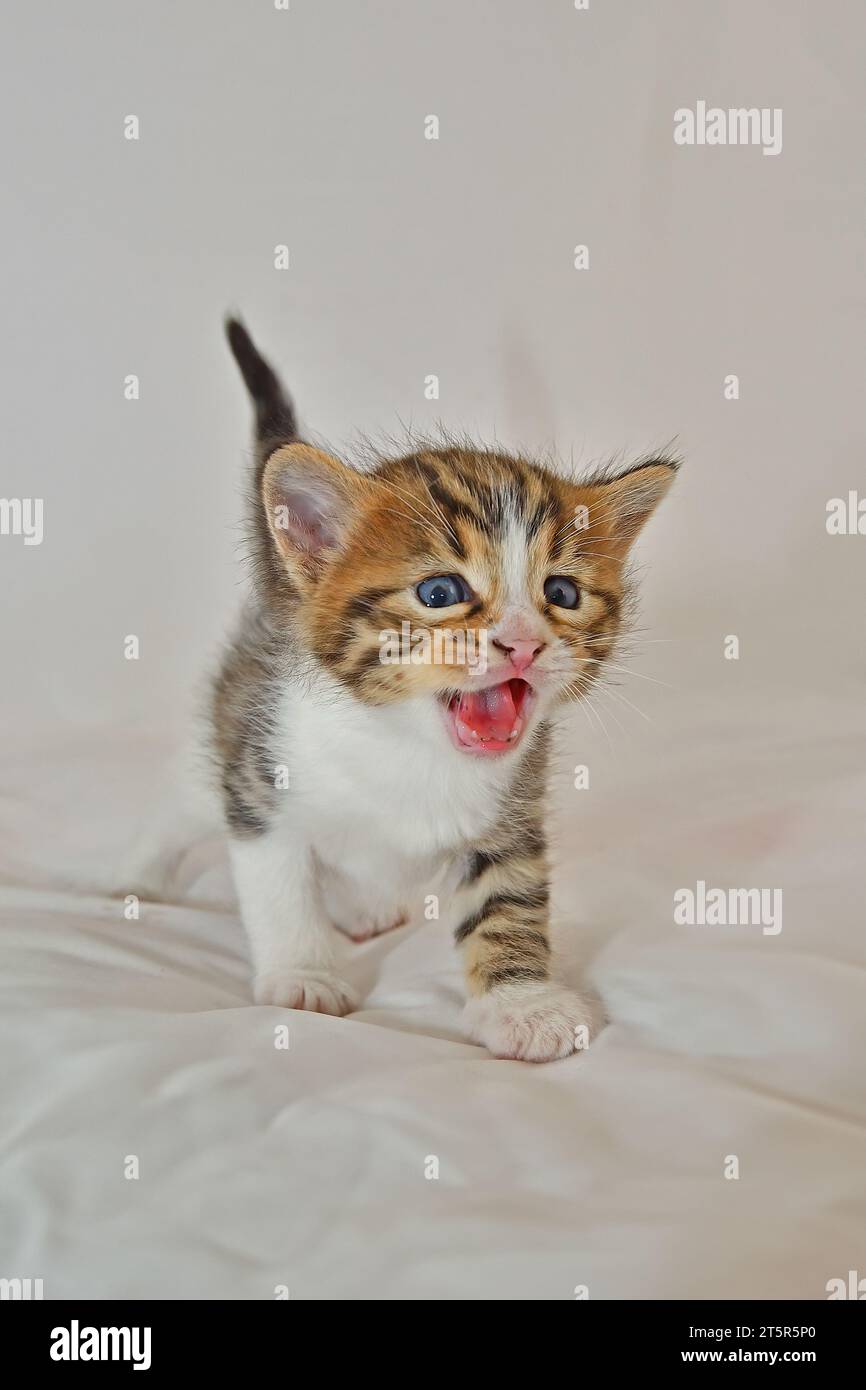 An angry and screaming kitten Stock Photo - Alamy