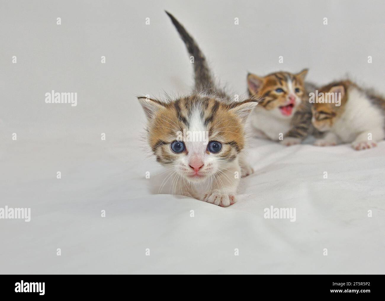 A kitten with a puzzled look Stock Photo - Alamy