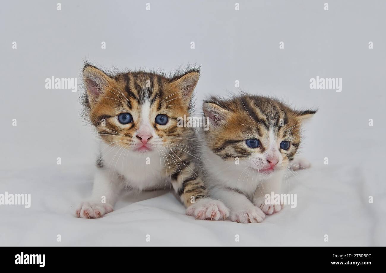Two sad-looking kittens Stock Photo - Alamy