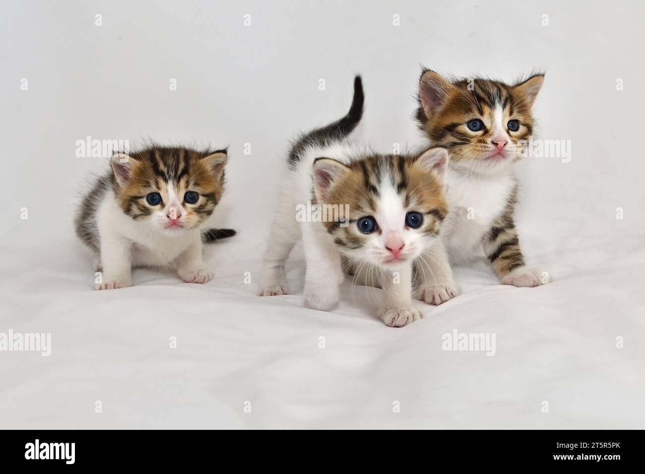 Pound puppies hi-res stock photography and images - Alamy