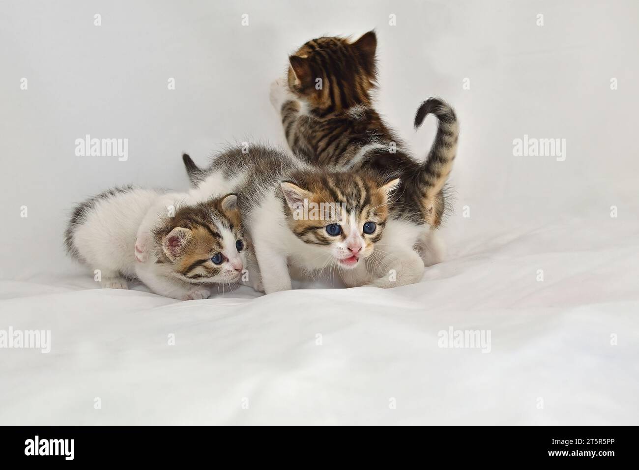 Curious looking kittens Stock Photo - Alamy
