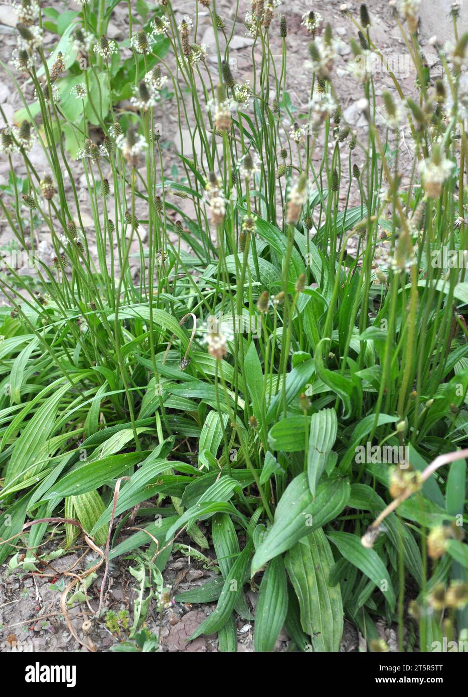 In the wild grows plantain lanceolate, plantago lanceolata Stock Photo ...