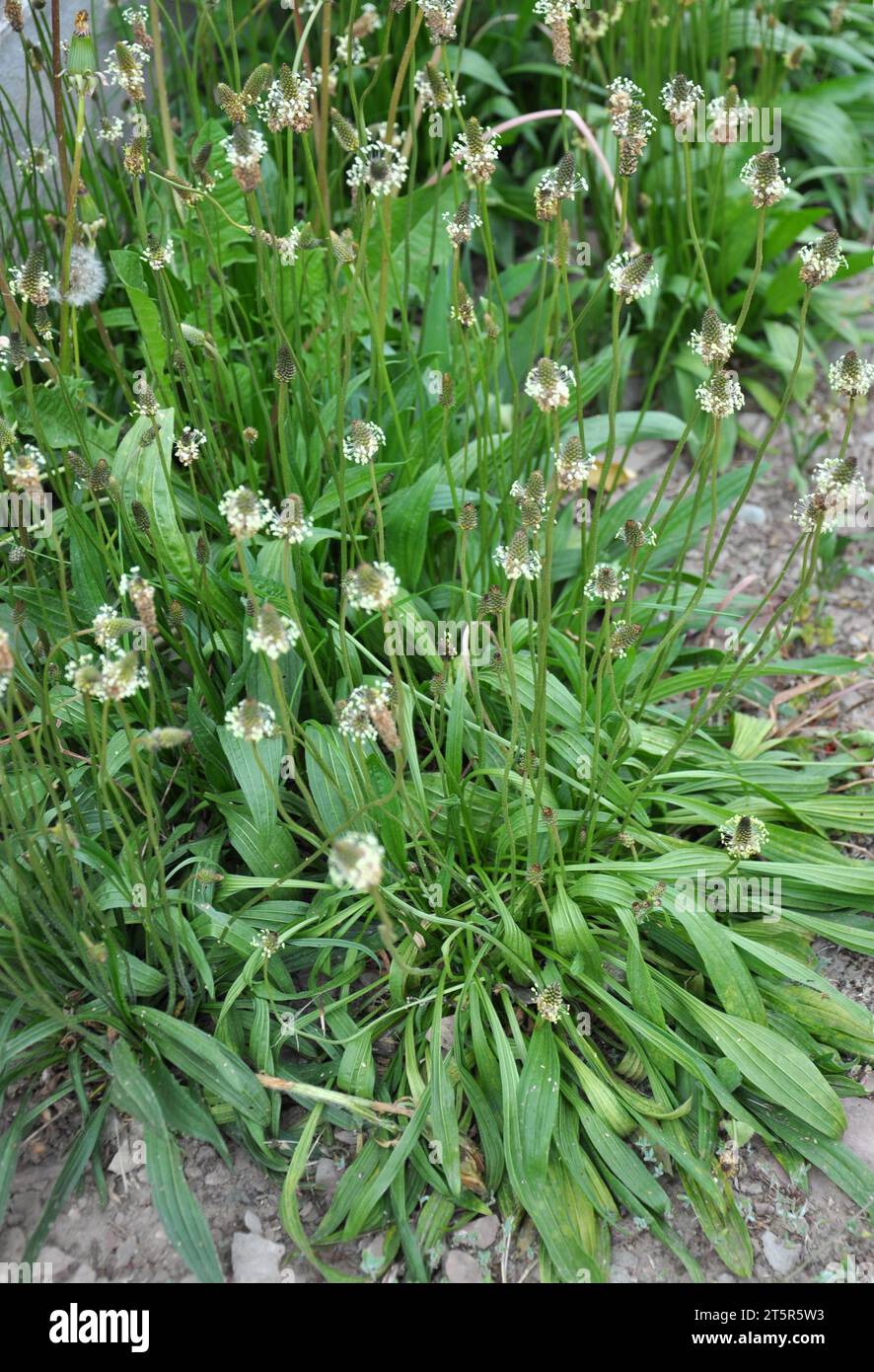 In the wild grows plantain lanceolate, plantago lanceolata Stock Photo ...