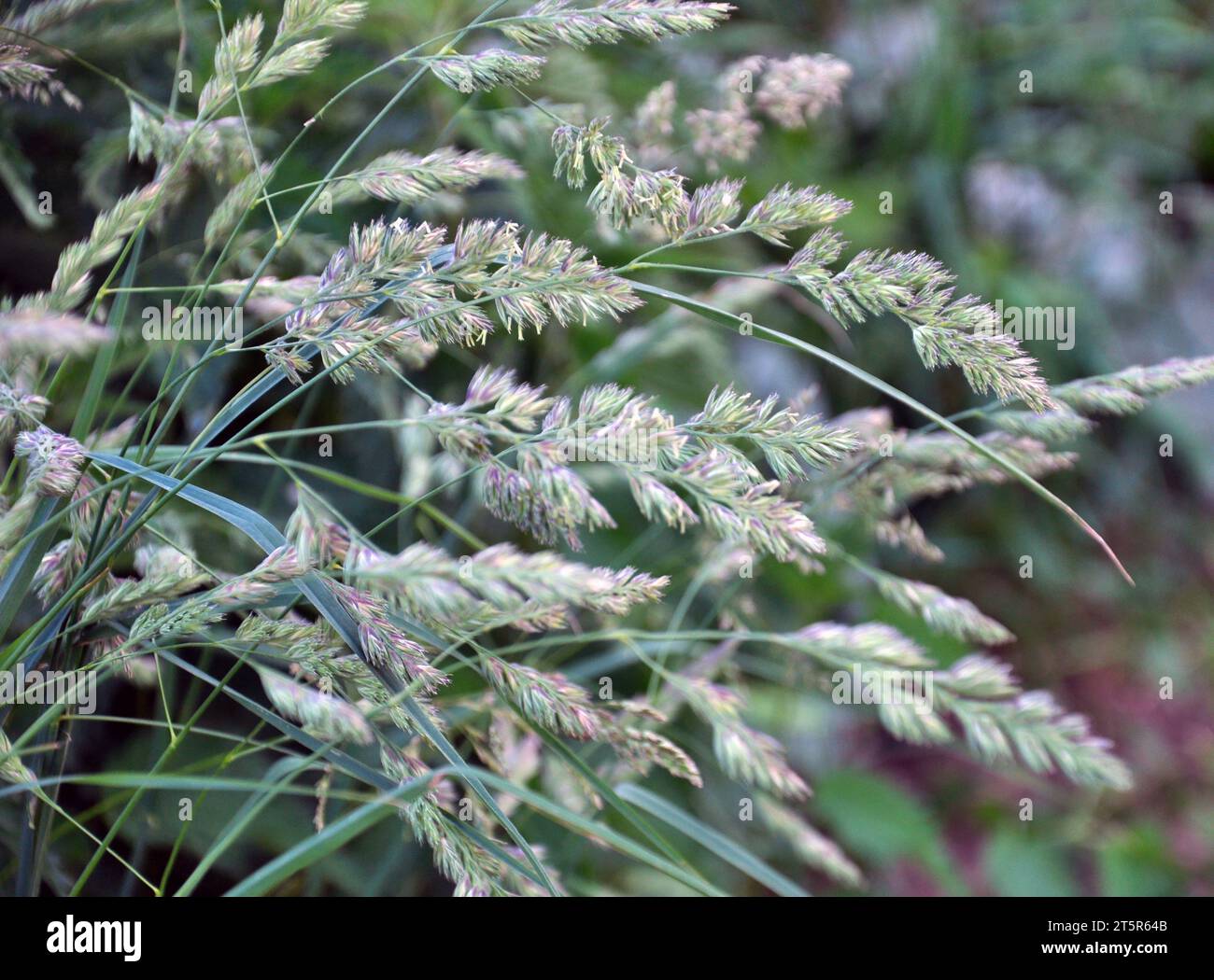 Valuable forage grass Dactylis glomerata grows in nature Stock Photo ...