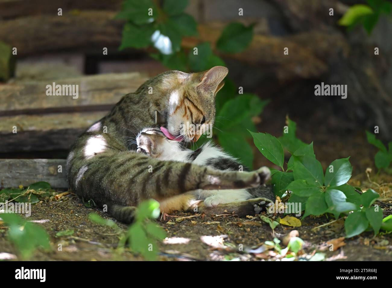 Mummy cat cleaning her kitten. Mummy cat nursing her kitten Stock Photo ...