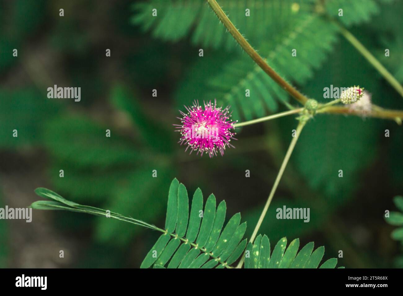 Mimosa pudica sensitive plant. Pink flowers, green leaves. Touch-me-not ...