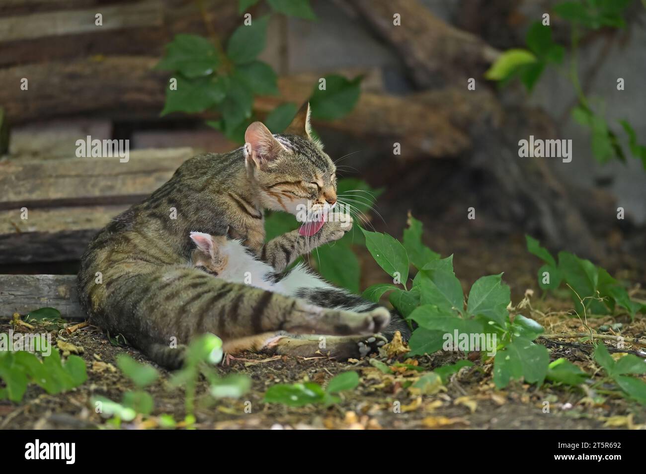 Adorable cute little pussycat eating hi-res stock photography and ...