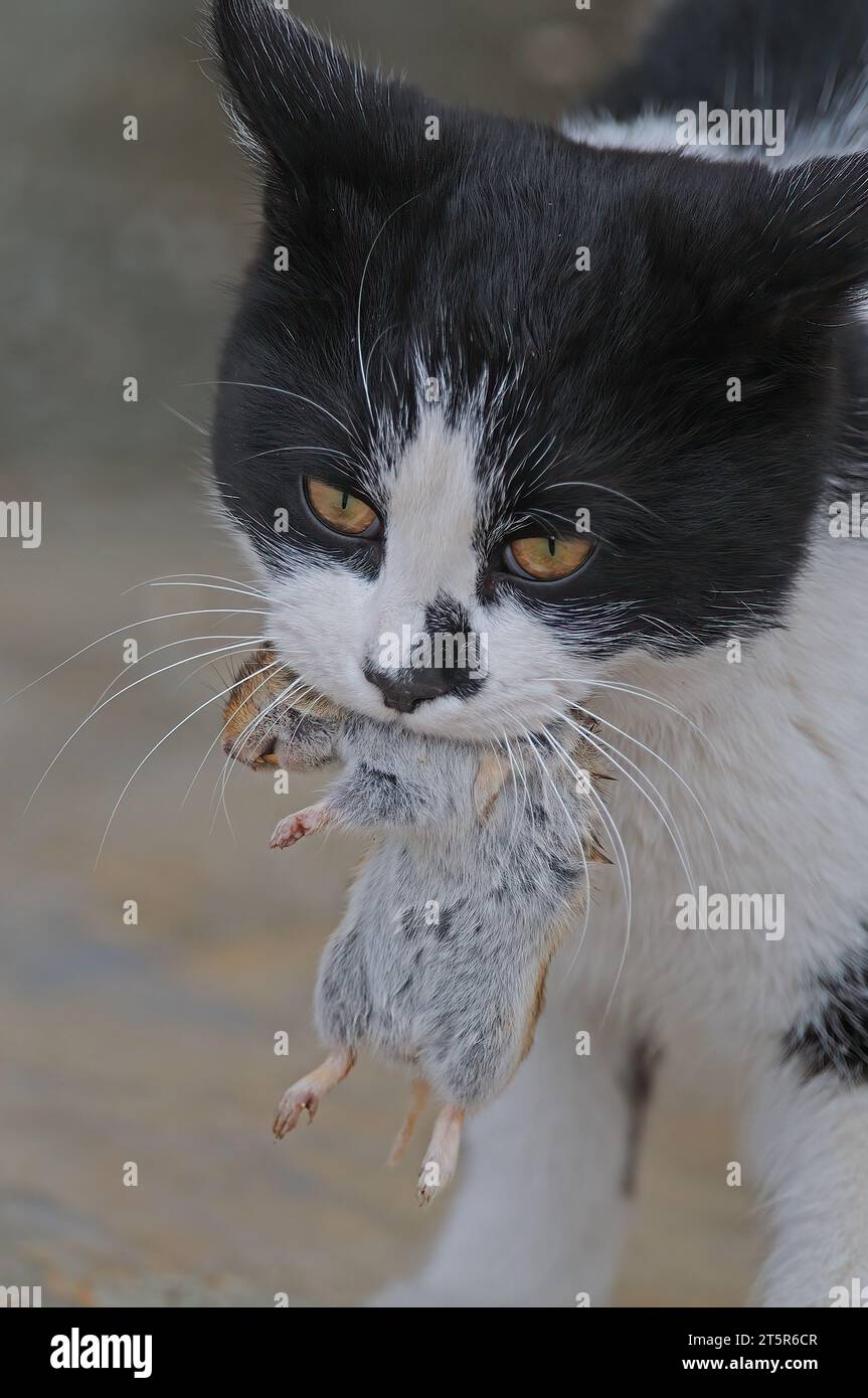 A cat catching field mice Stock Photo - Alamy