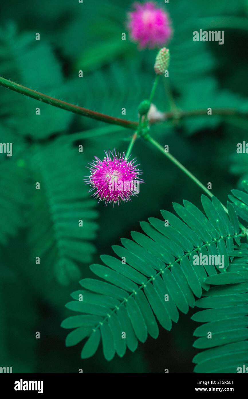 Mimosa pudica sensitive plant. Pink flowers, green leaves. Touch-me-not ...