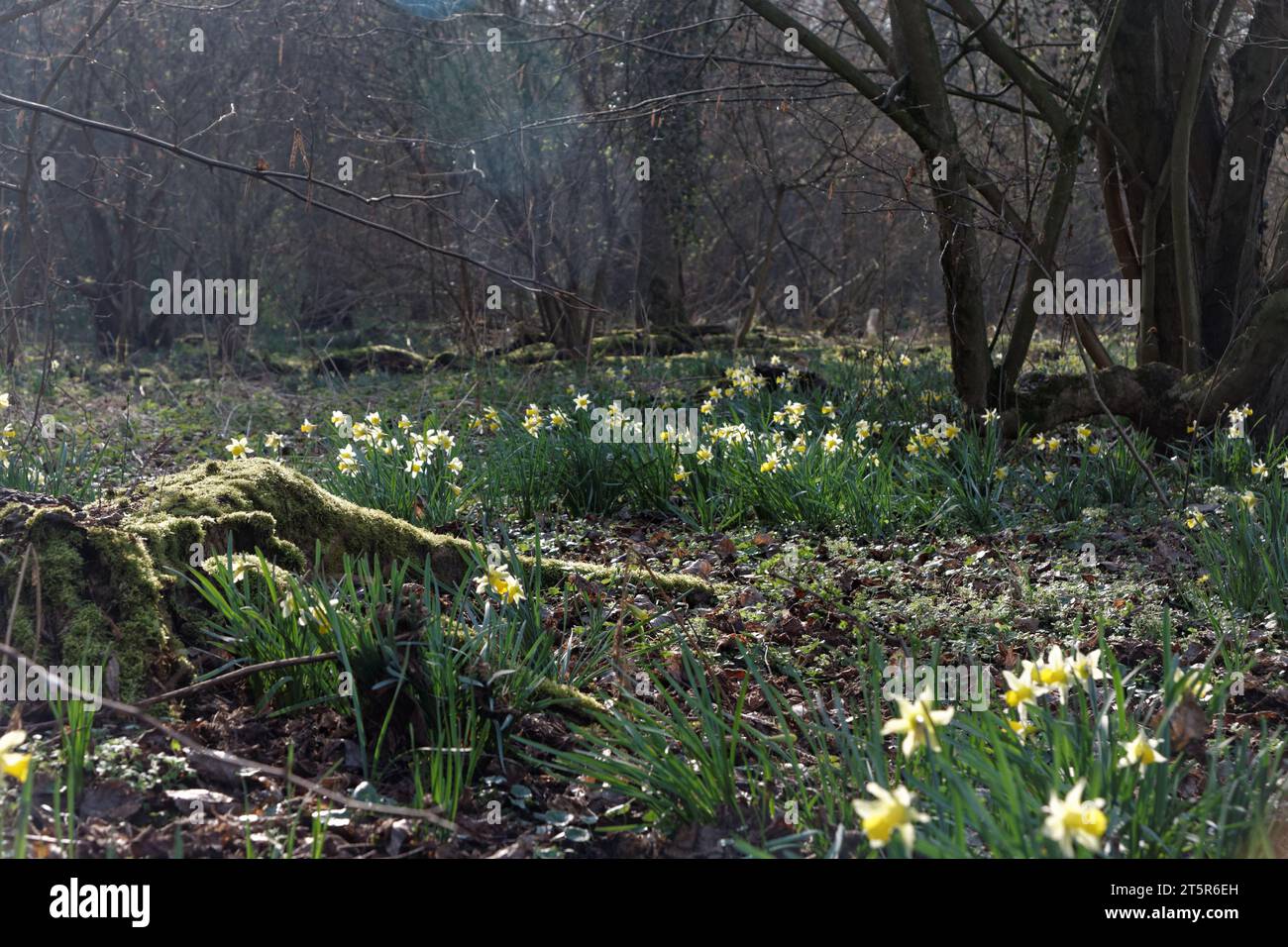 jonquilles sauvages dans un sous bois Stock Photo - Alamy