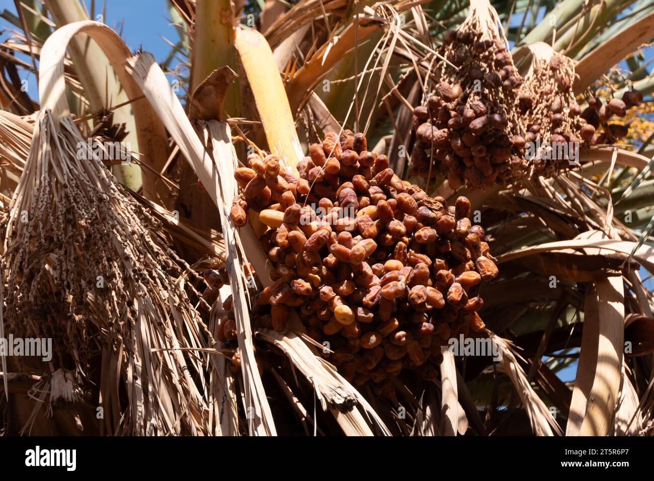 Palmtree garden hi-res stock photography and images - Alamy