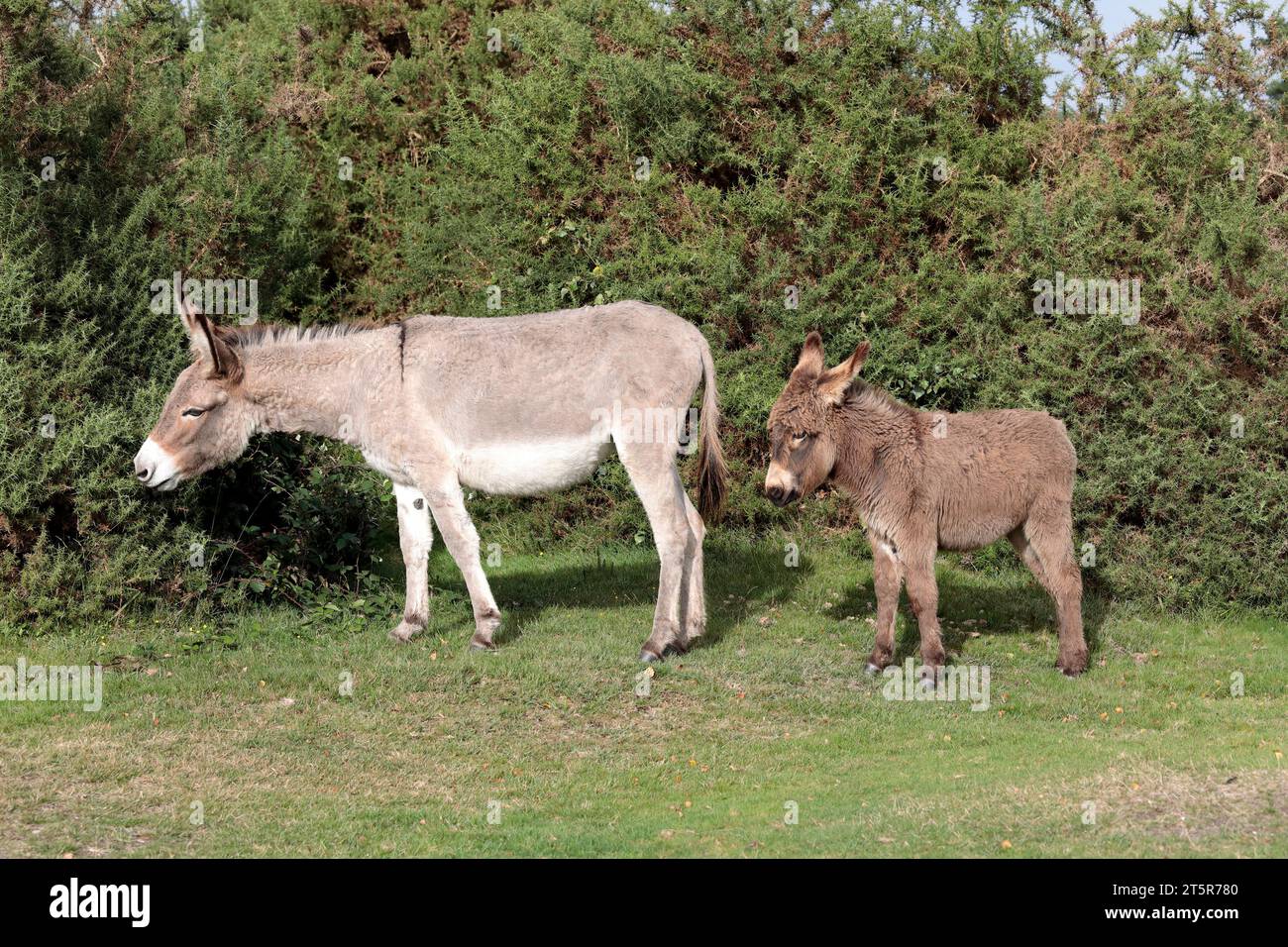 Mother and child donkey standing on grass with gorse bushes behind ...