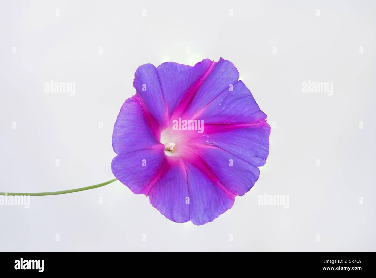 Morning glory blooming in the garden. Morning glory on a white ...