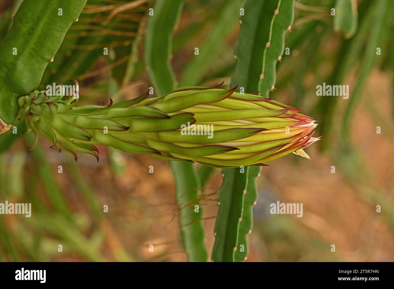 Pitaya plant hi-res stock photography and images - Alamy