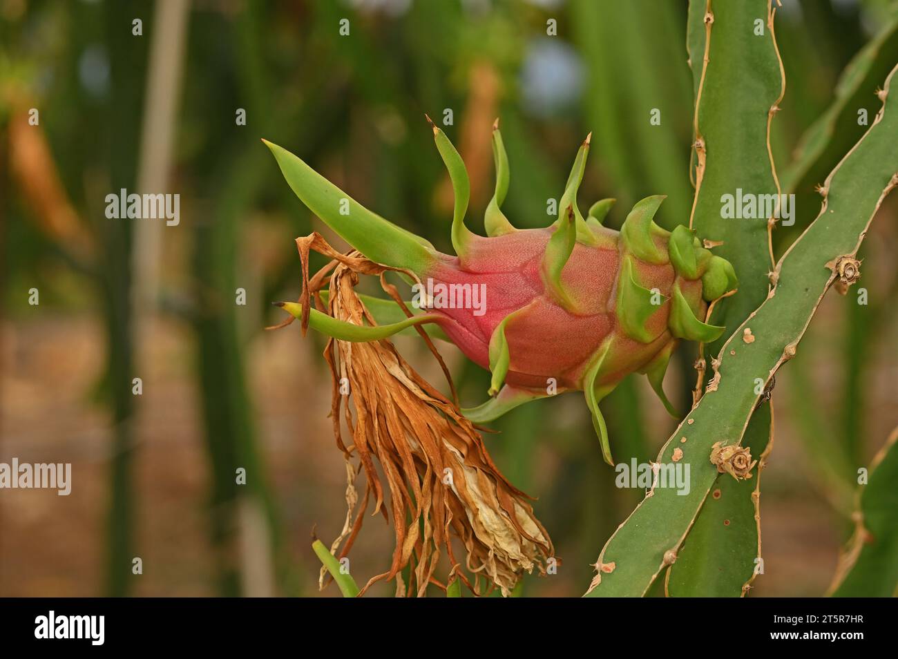 Wallpaper pitaya hi-res stock photography and images - Alamy