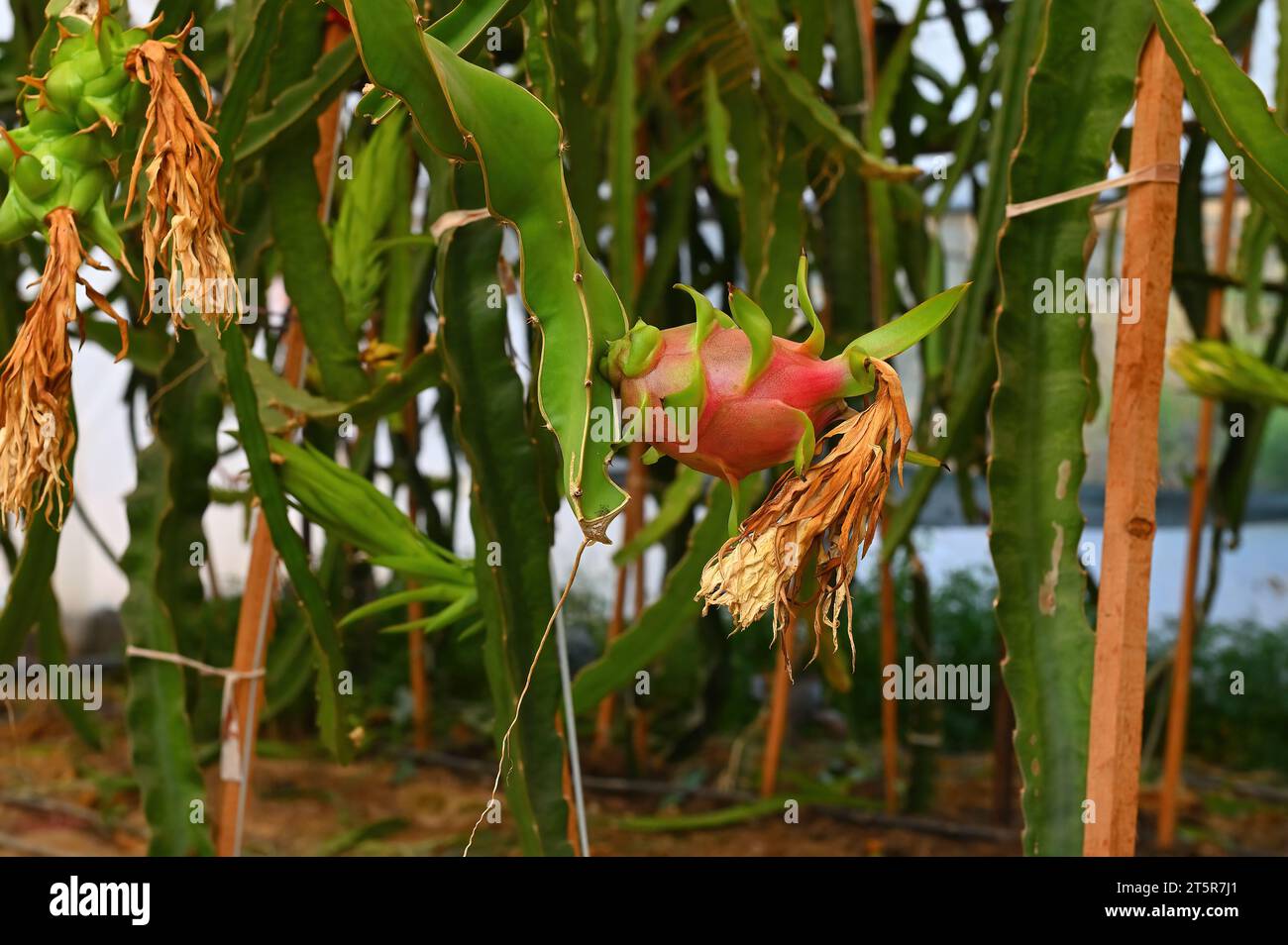 Pitaya plant and its fruit Stock Photo - Alamy