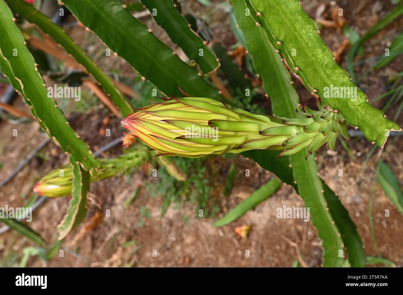 Farm pitaya fruit flower hi-res stock photography and images - Alamy